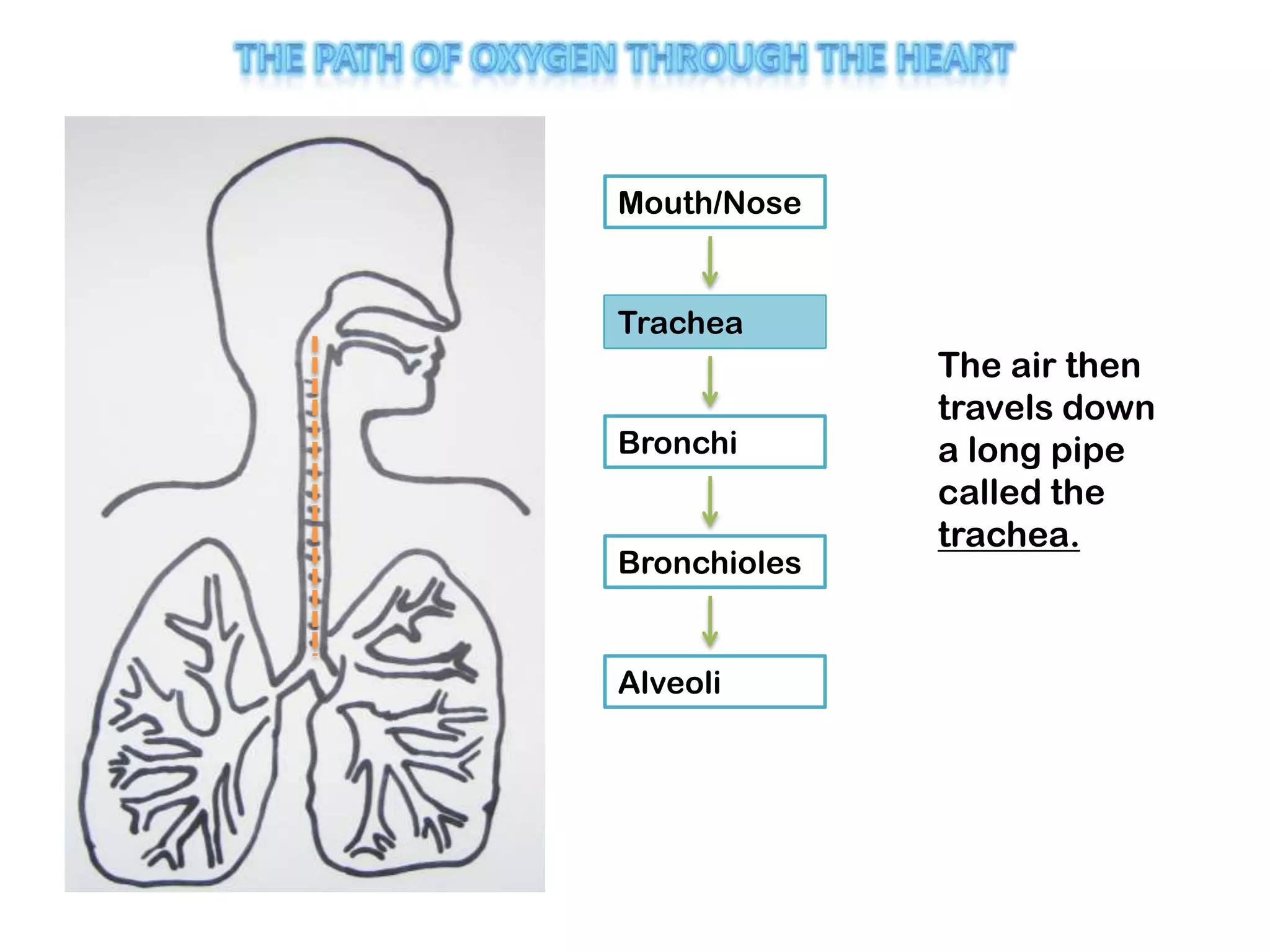 The path of oxygen through heart respitory system pp | PPTX | Lung and ...