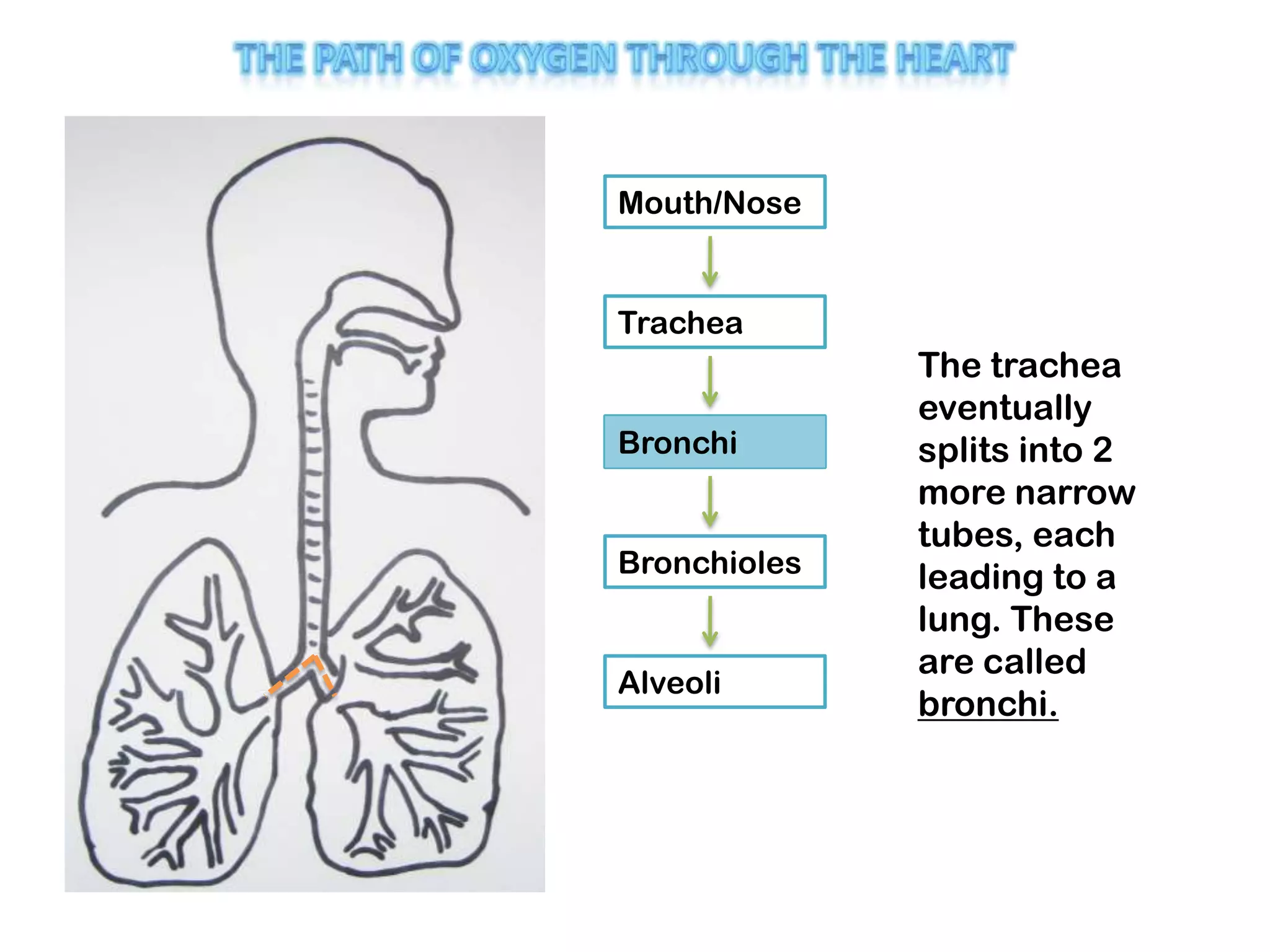 The path of oxygen through heart respitory system pp | PPTX | Lung and ...