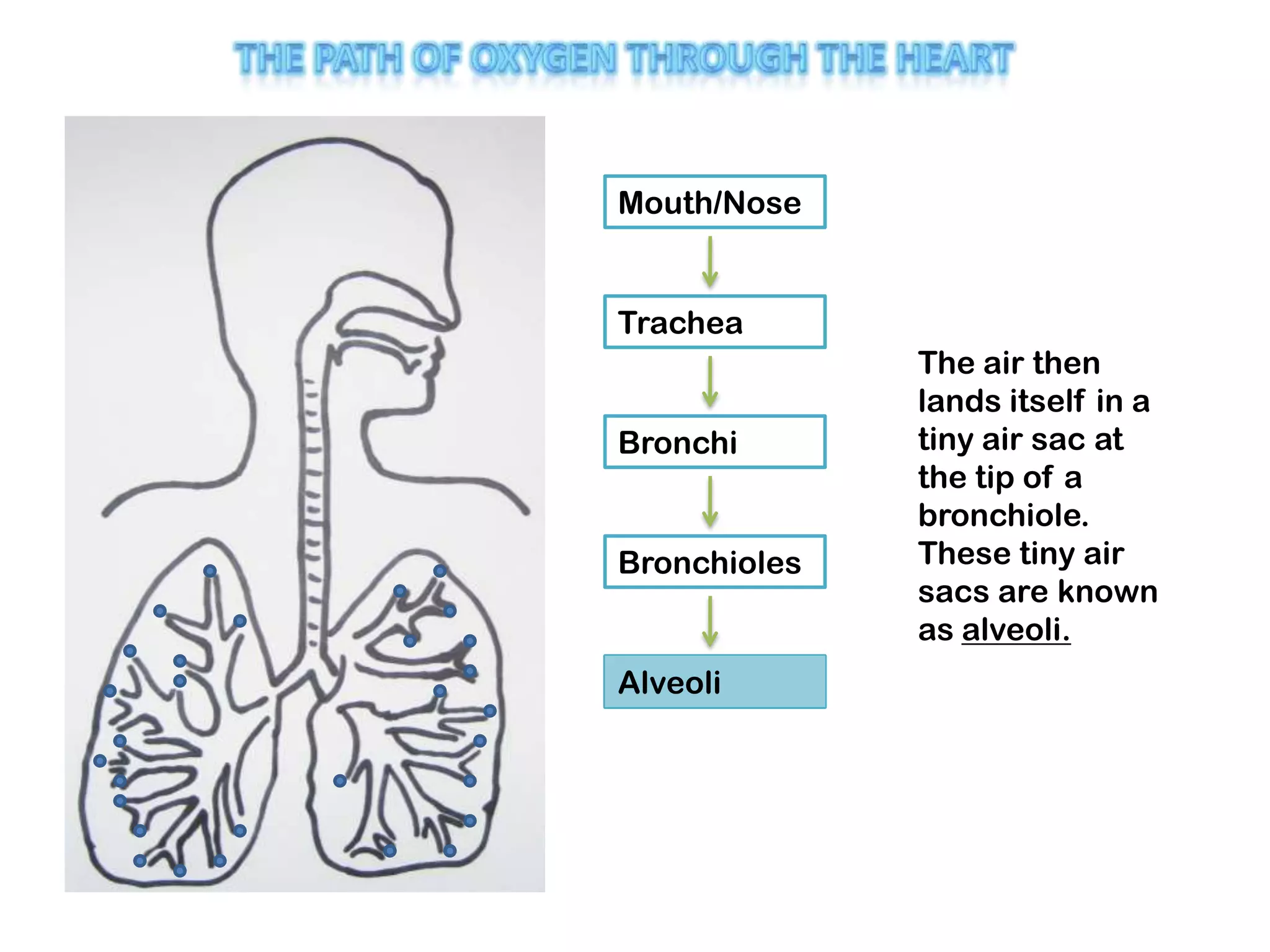 The path of oxygen through heart respitory system pp | PPTX | Lung and ...