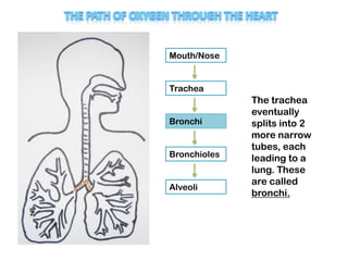 The path of oxygen through heart respitory system pp | PPTX