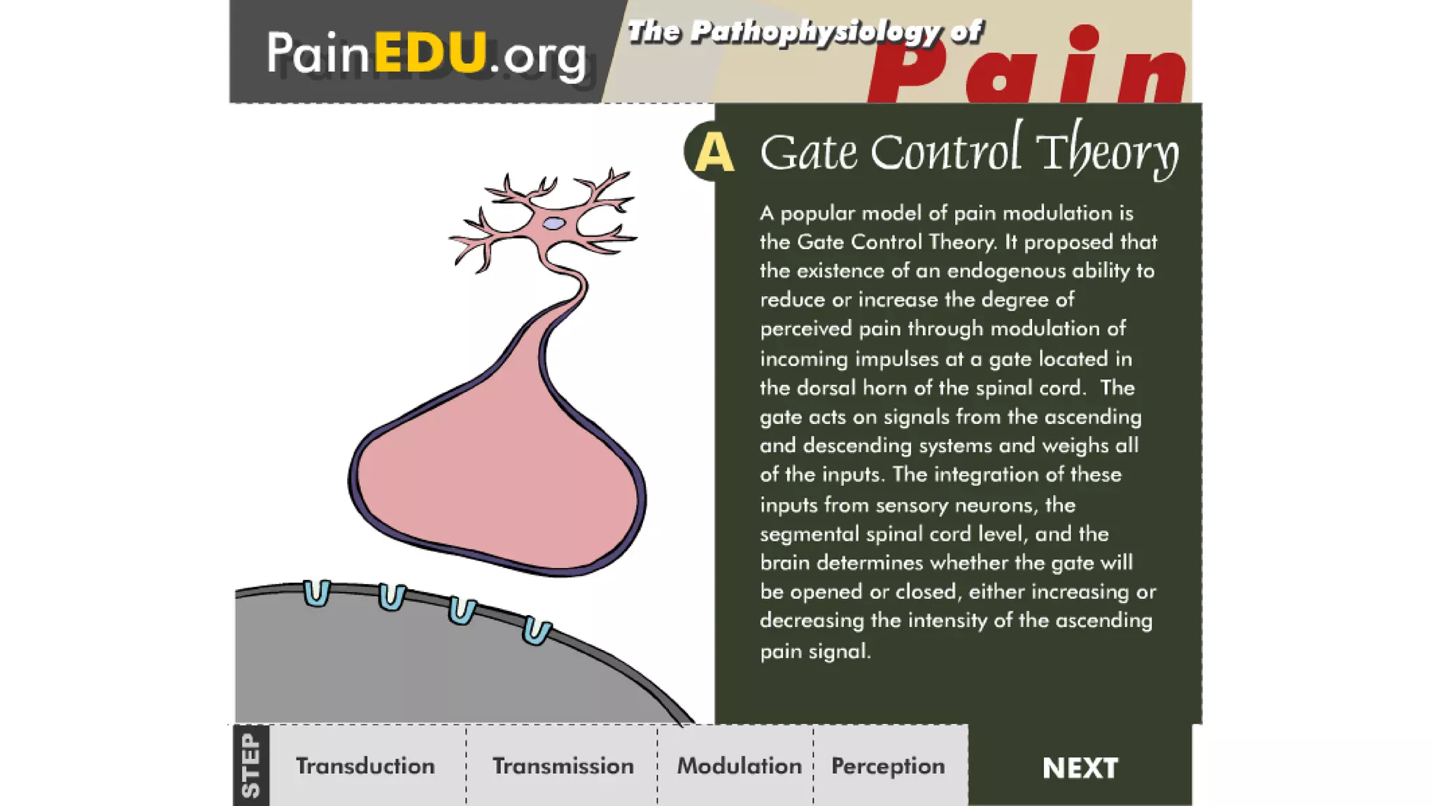 The pathophysiology of pain tool | PDF