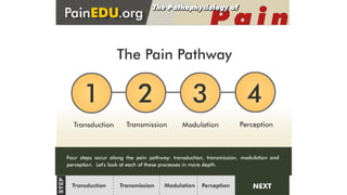 The pathophysiology of pain tool | PDF