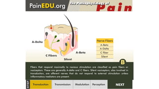 The pathophysiology of pain tool | PPT