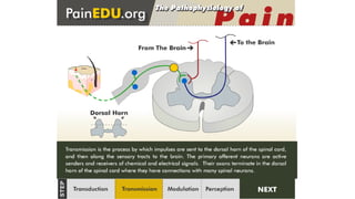The pathophysiology of pain tool | PPT