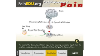 The pathophysiology of pain tool | PPT