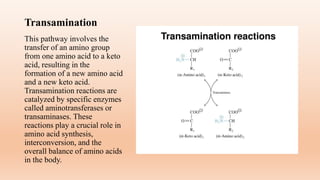 The Pathways of Amino Acid Metabolism.pptx | Endocrine and Metabolic ...