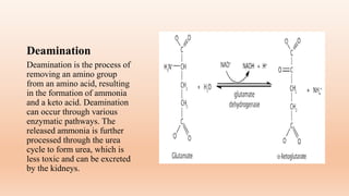 The Pathways of Amino Acid Metabolism.pptx