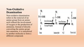 The Pathways of Amino Acid Metabolism.pptx