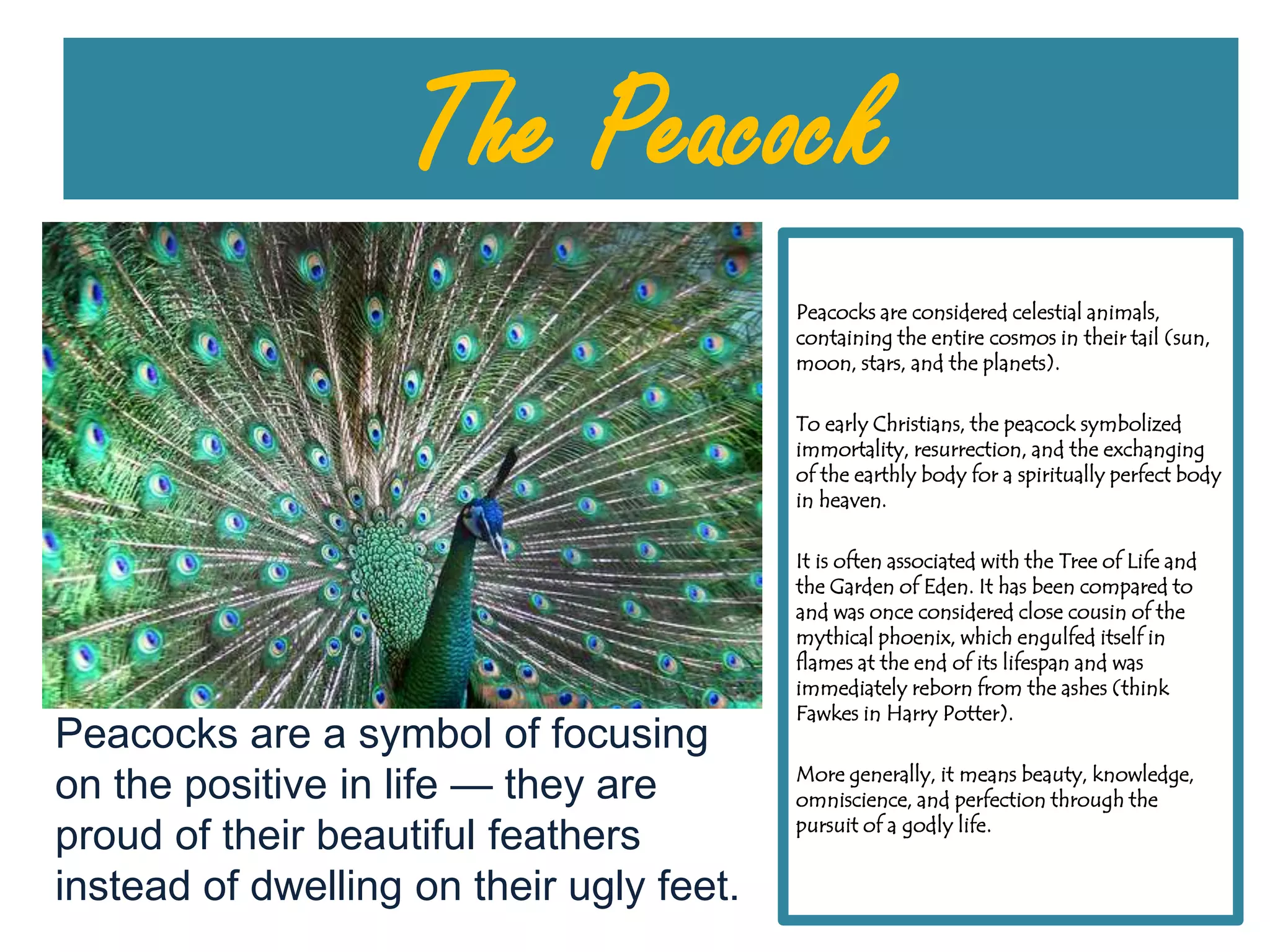 The peacock | PPT