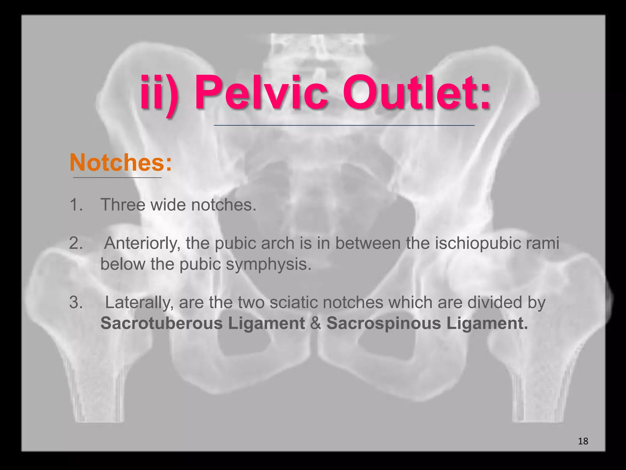 The pelvis. | PPTX