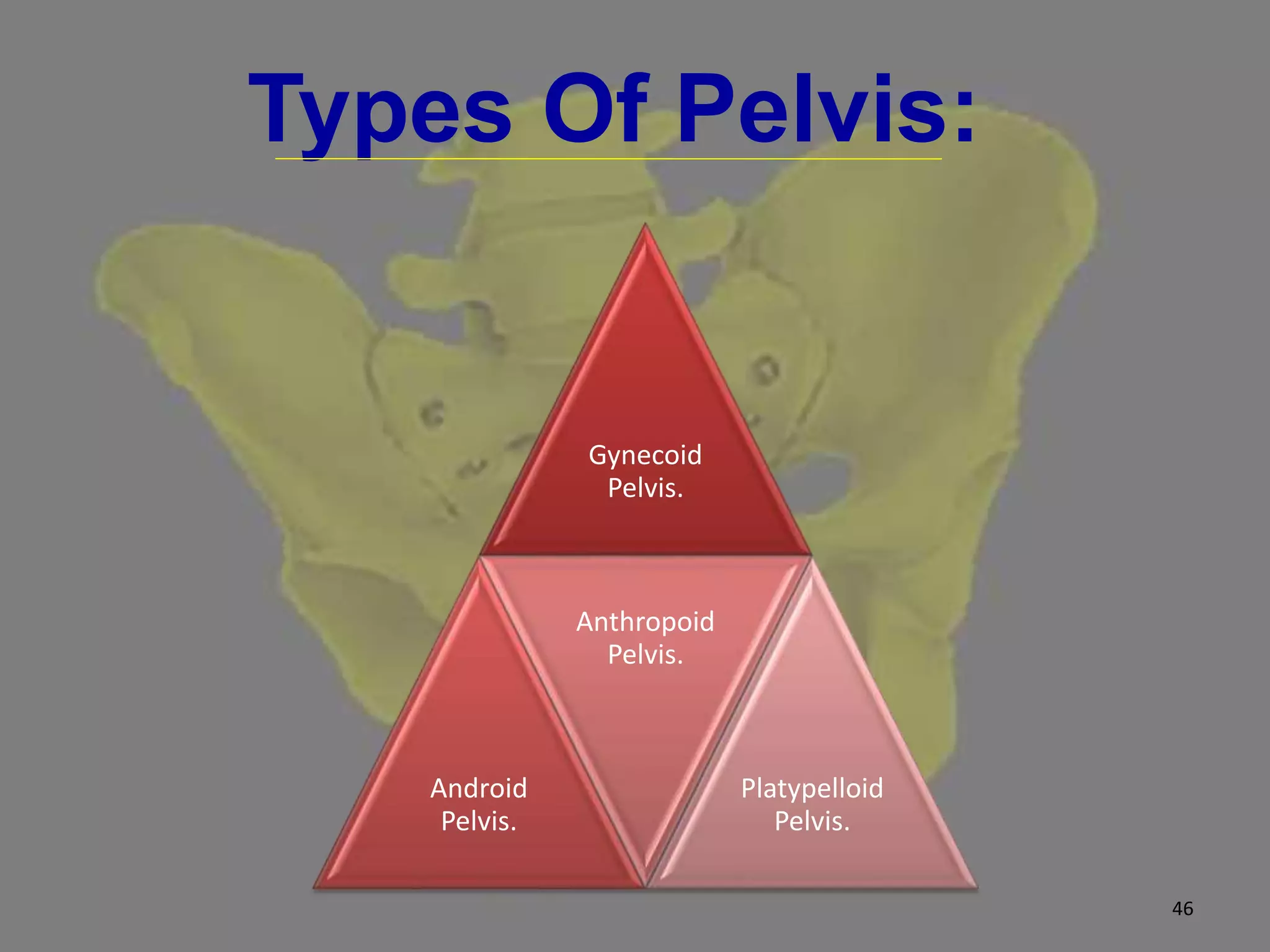 The pelvis. | PPTX