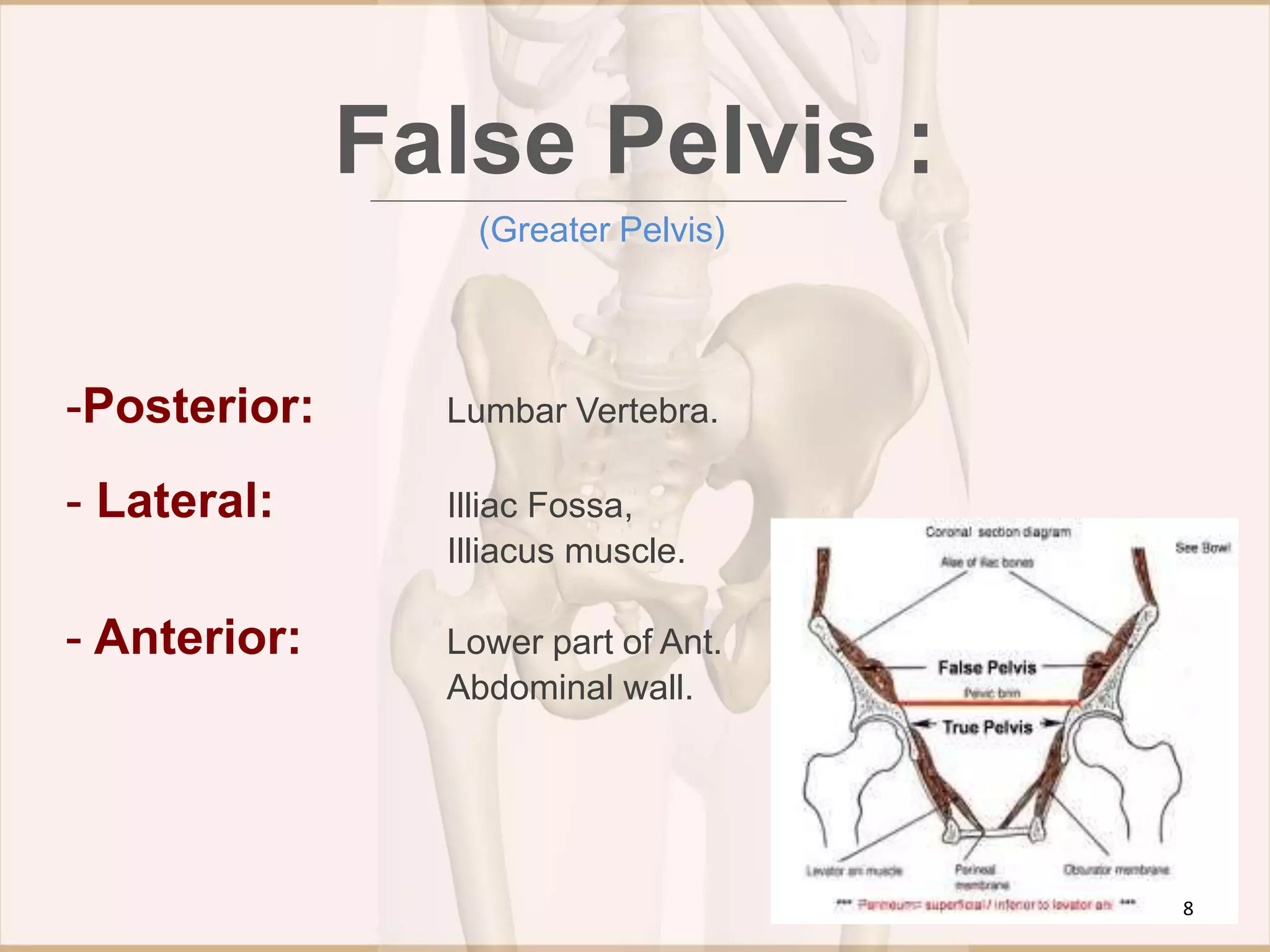 The pelvis. | PPTX