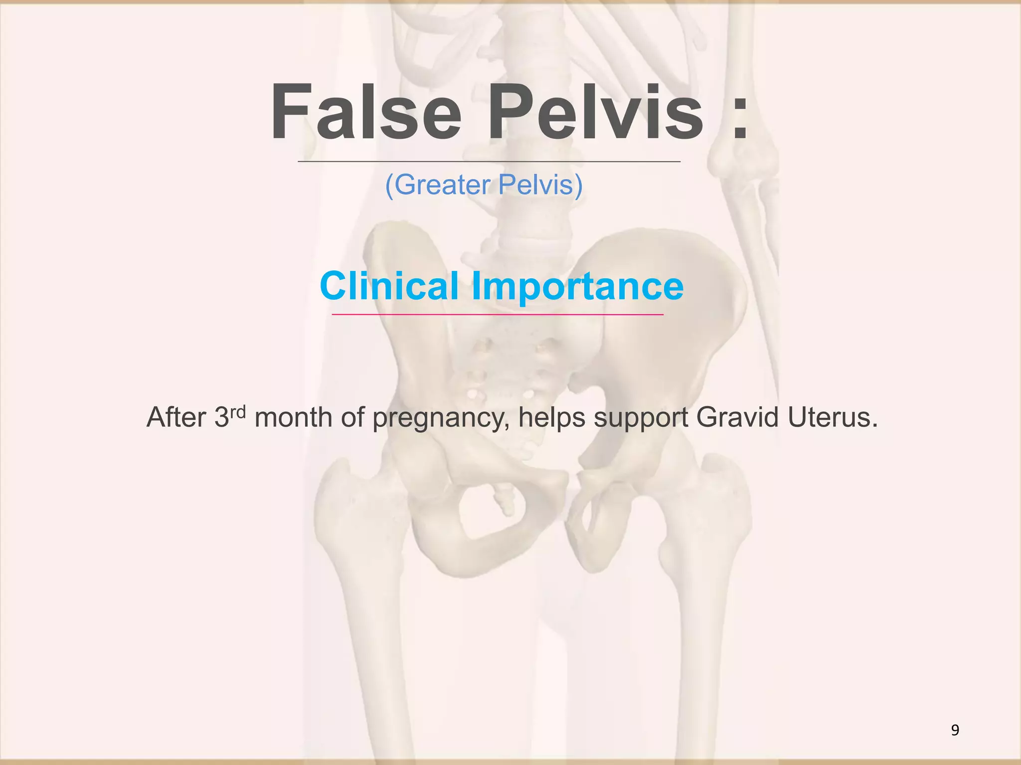 The pelvis. | PPTX