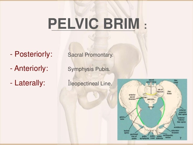 The pelvis.