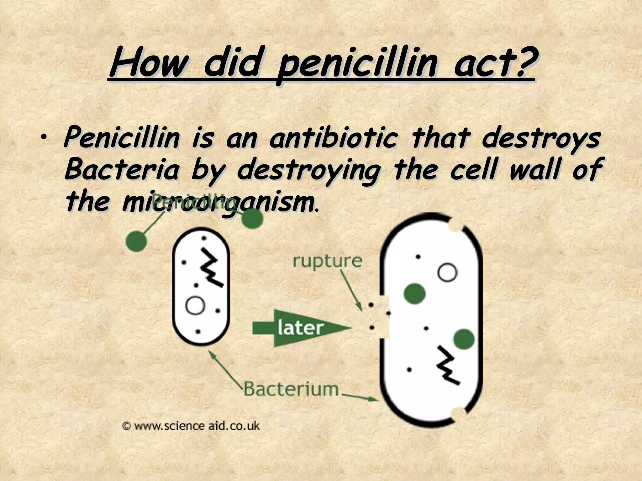 The penellicin | PPT