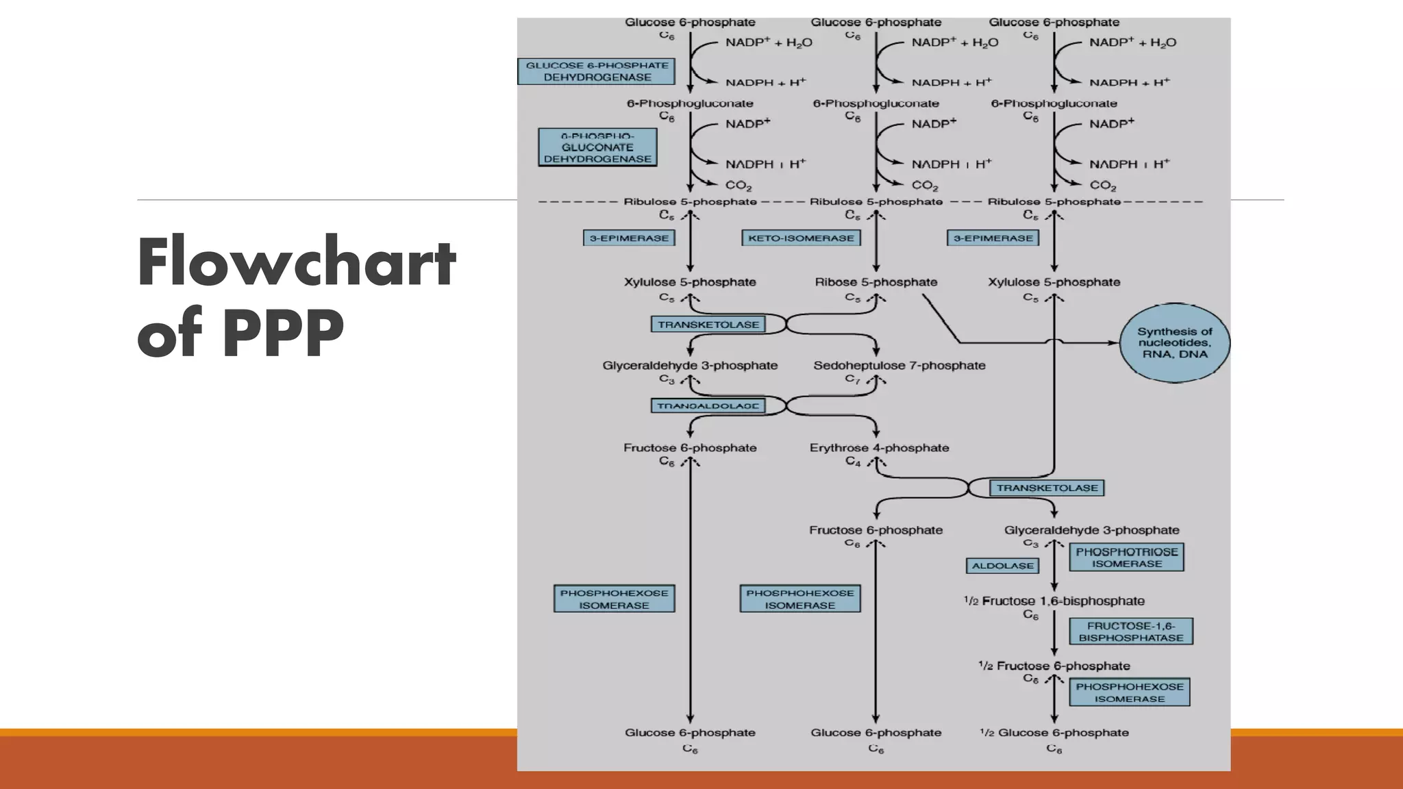 The pentose phosphate pathway | PPTX