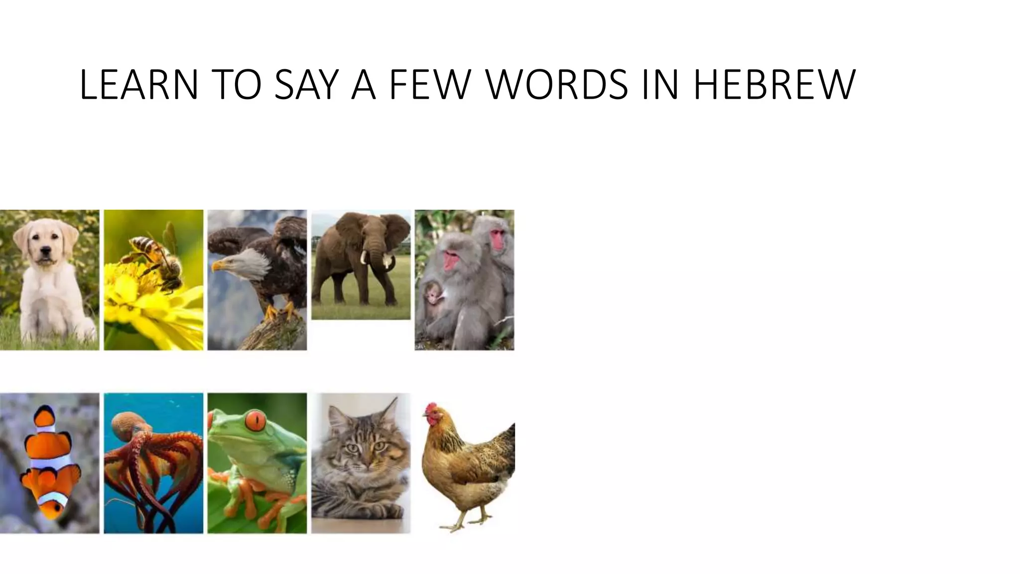 The people of Israel & the Hebrew language | PPT