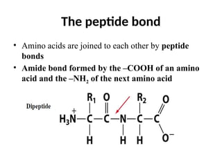 The peptide bond (3).pptx human nutrition and clinical dietetics | PPTX