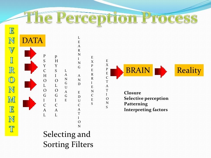 The perception process