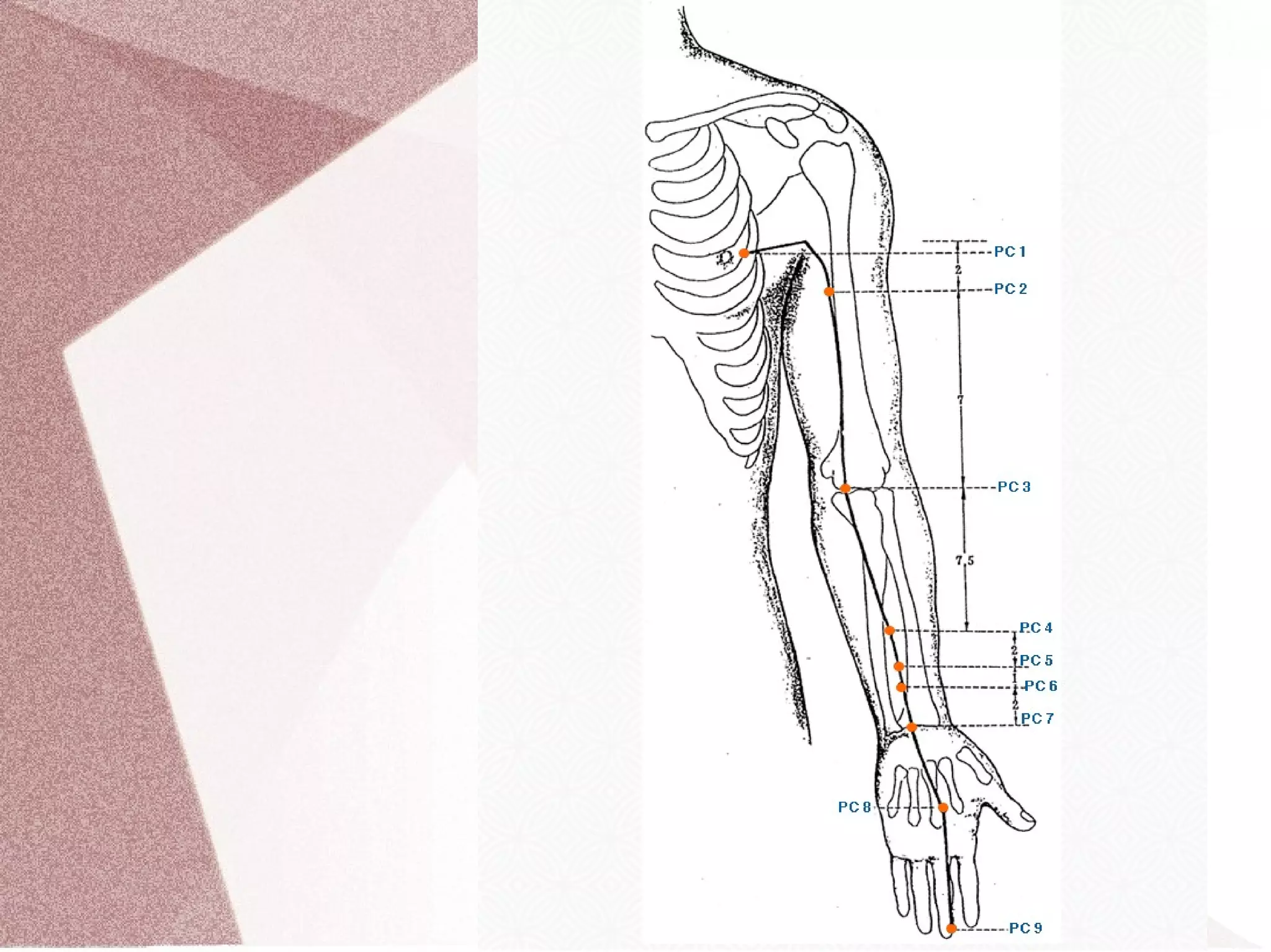The pericardium | PPT