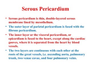 the pericardium of heart of human body ppt | PPTX