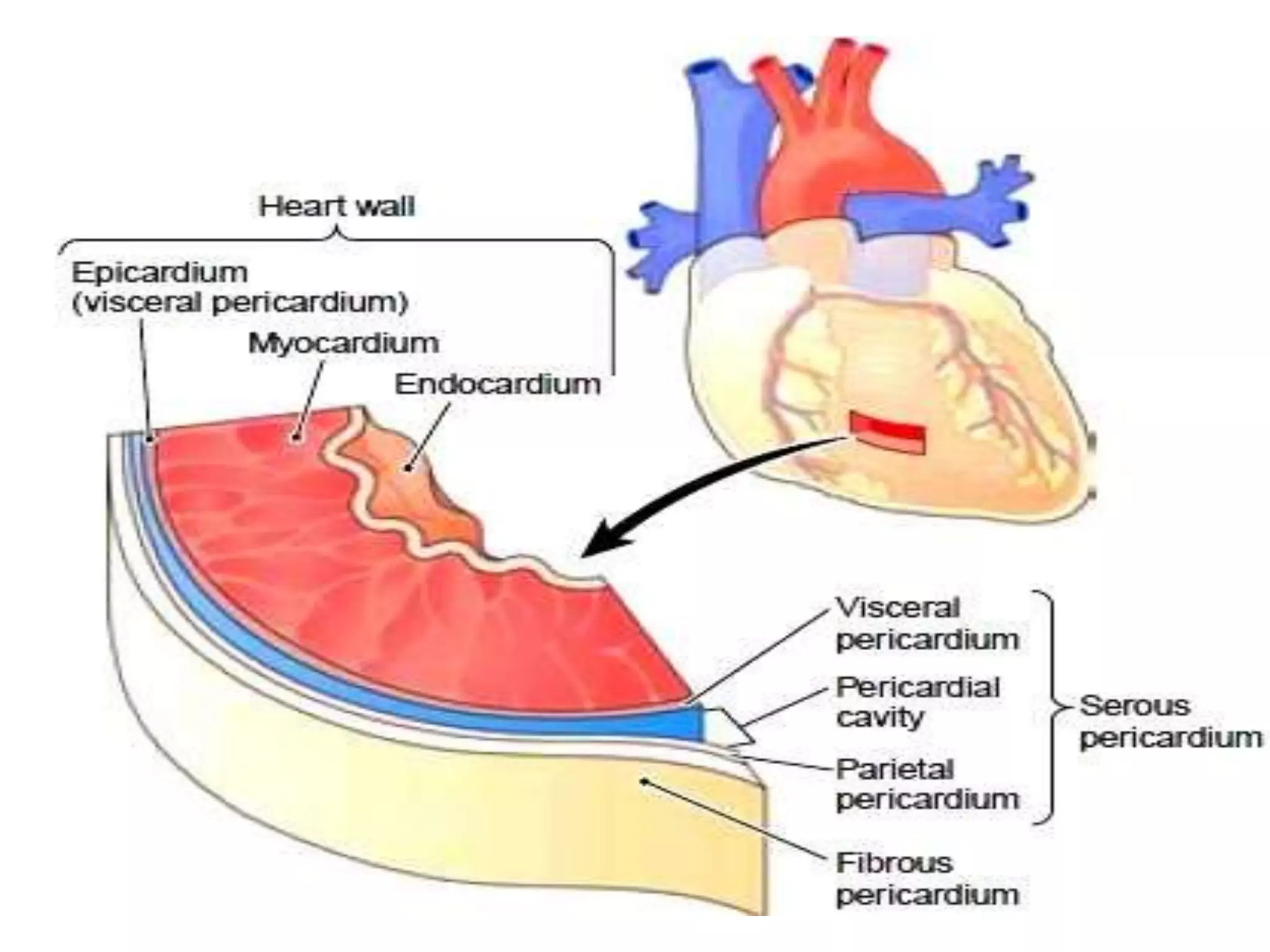 The pericardium | PPTX