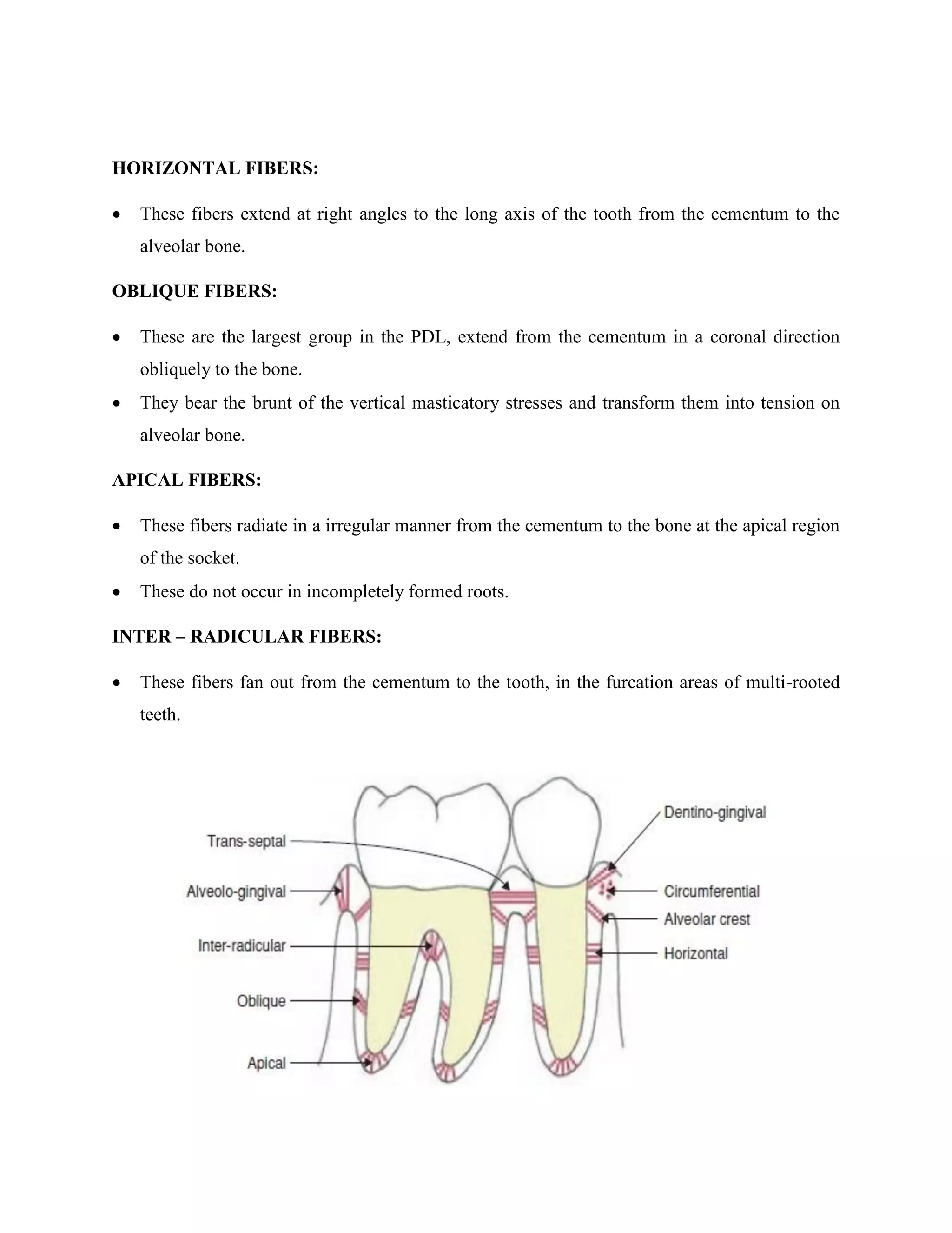 The periodontal ligament | PDF