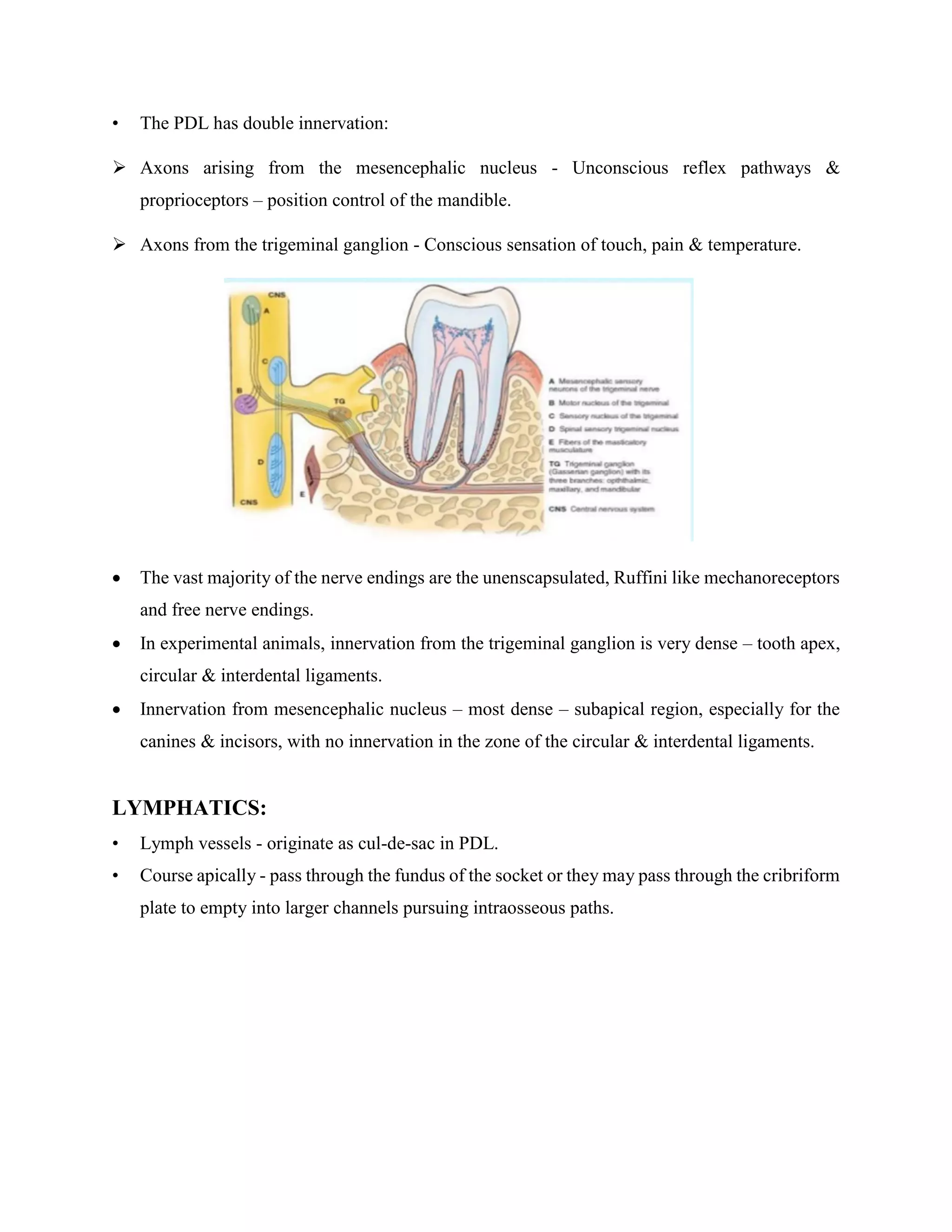 The periodontal ligament | PDF