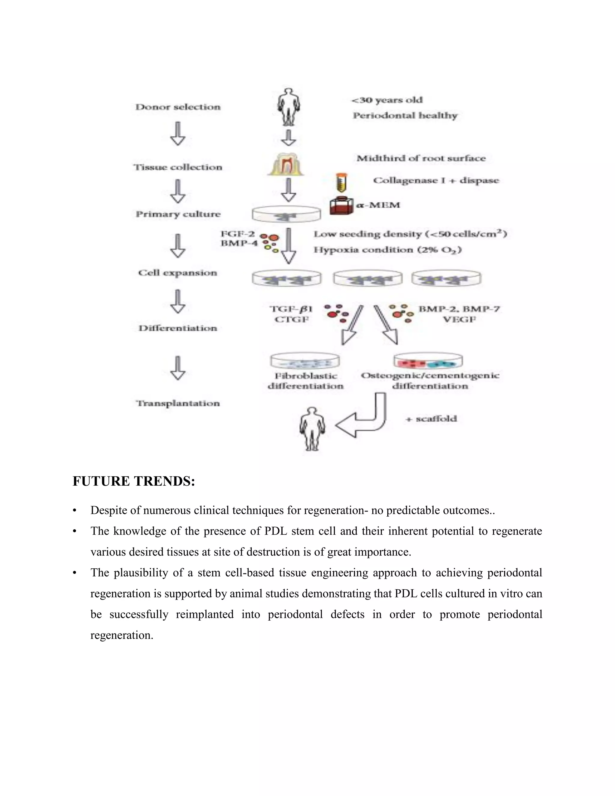 The periodontal ligament | PDF