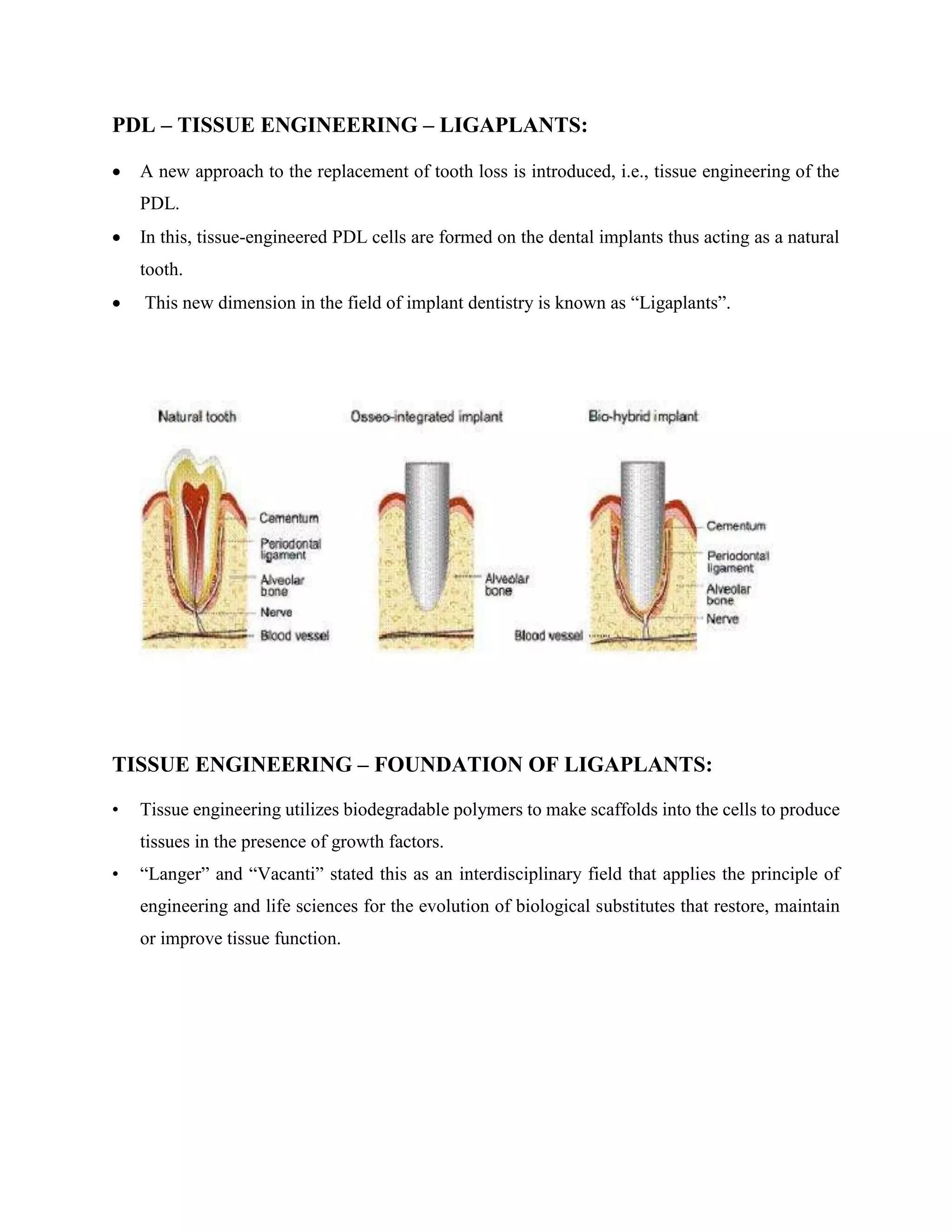The periodontal ligament | PDF