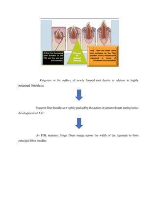 The periodontal ligament | PDF