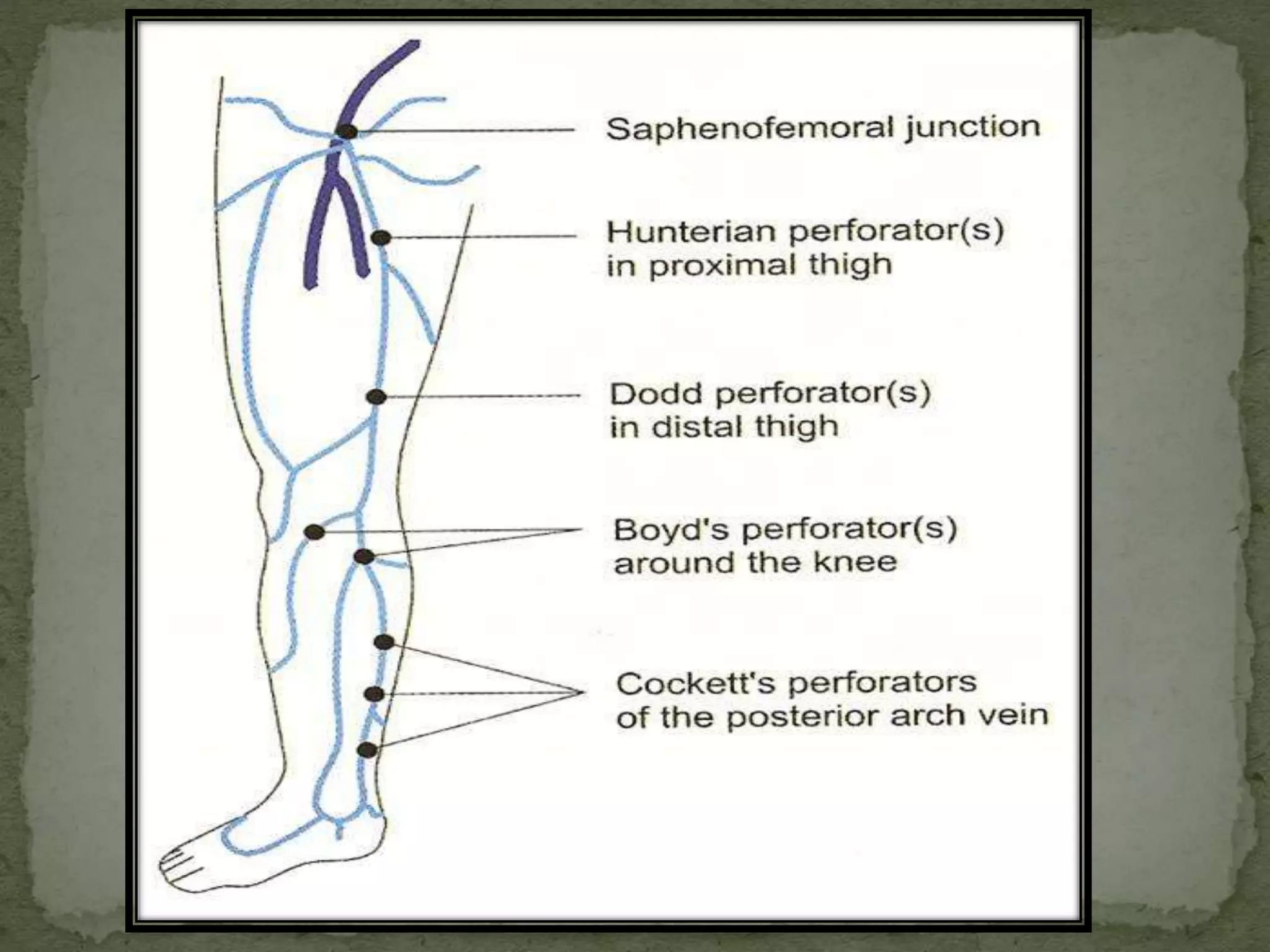The peripheral veins | PPTX