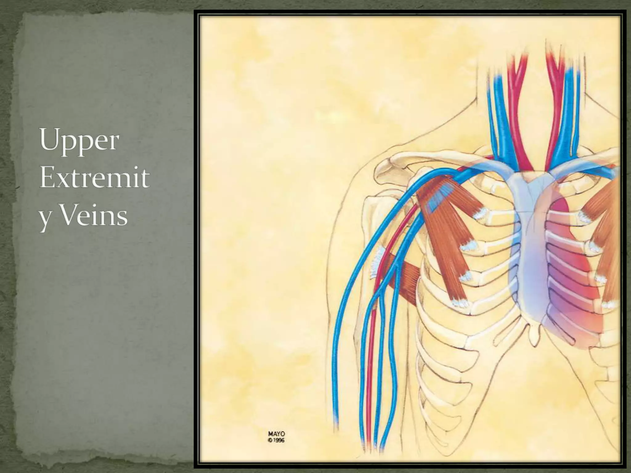 The peripheral veins | PPTX