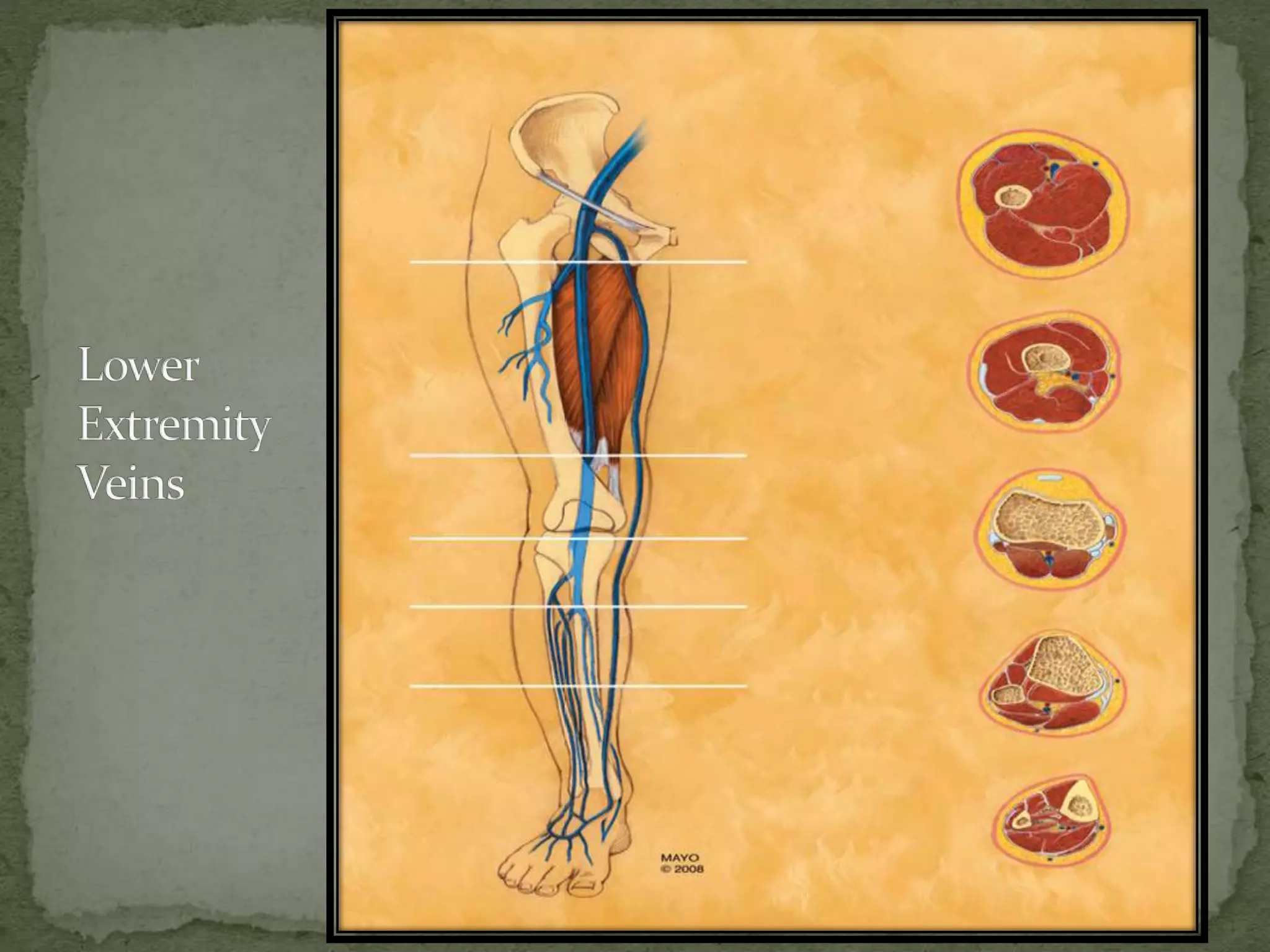 The peripheral veins | PPTX