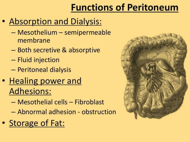 The peritoneum and peritoneal cavity.pptx