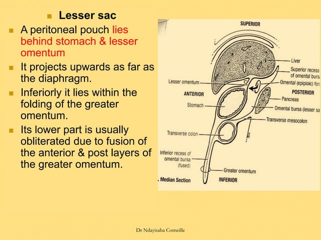 The peritoneum and peritoneal cavity.pptx