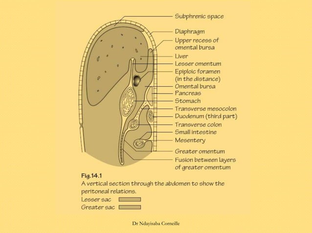 The peritoneum and peritoneal cavity.pptx
