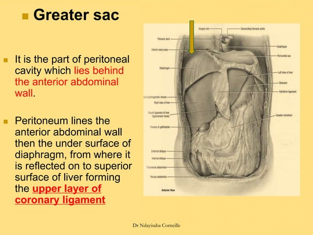 The peritoneum and peritoneal cavity.pptx