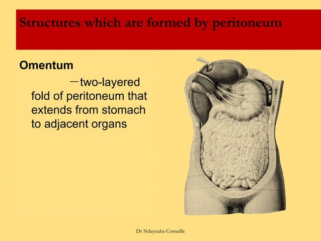 The peritoneum and peritoneal cavity.pptx