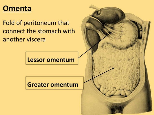The peritoneum and peritoneal cavity.pptx