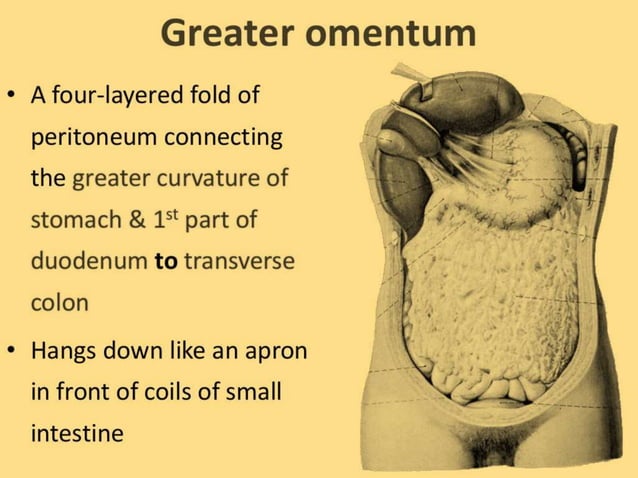 The peritoneum and peritoneal cavity.pptx