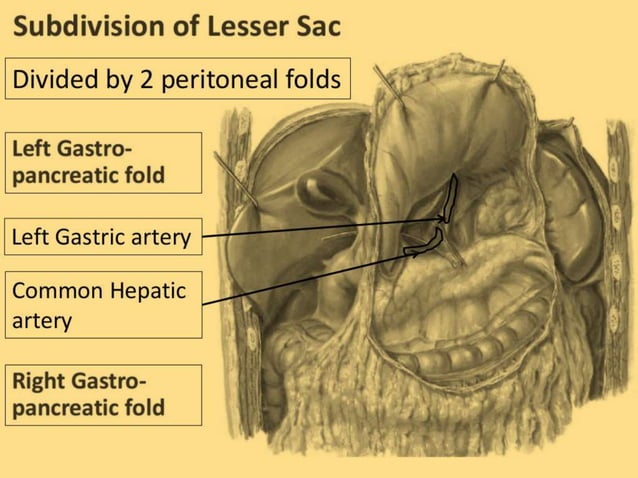 The peritoneum and peritoneal cavity.pptx