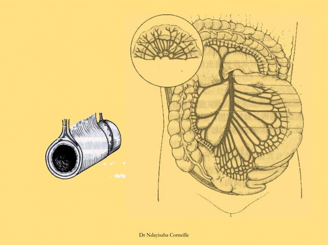 The peritoneum and peritoneal cavity.pptx