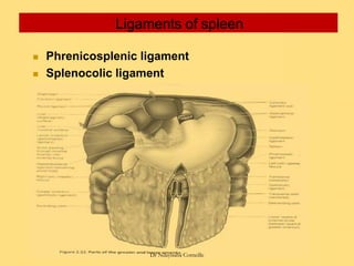 The peritoneum and peritoneal cavity.pptx