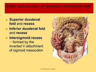 The peritoneum and peritoneal cavity.pptx