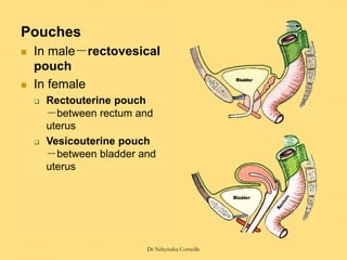 The peritoneum and peritoneal cavity.pptx