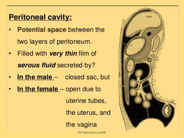 The peritoneum and peritoneal cavity.pptx