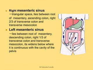 The peritoneum and peritoneal cavity.pptx