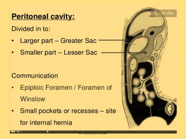 The peritoneum and peritoneal cavity.pptx