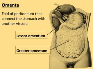 The peritoneum and peritoneal cavity.pptx